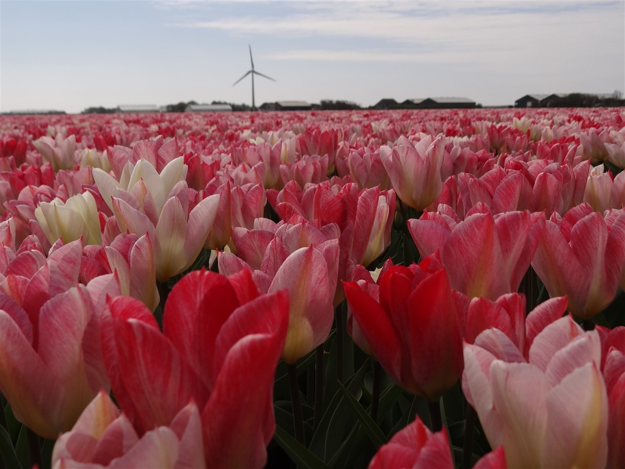 Flaming Purissima® - Q.J. Vink & Zonen BV