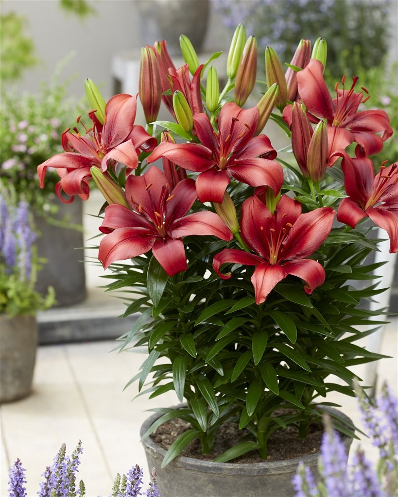 Salinero® - Q.J. Vink & Zonen BV